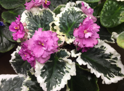 African Violet Ann ~ 1 (One) freshly cut Leaf | eBay