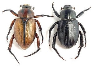 Mesolethrus | eBay Stores