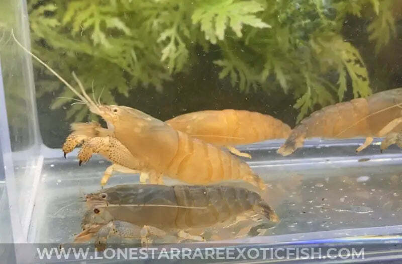 Vampire Shrimp / African Filter Shrimp / Atya gabonensis - Live ...