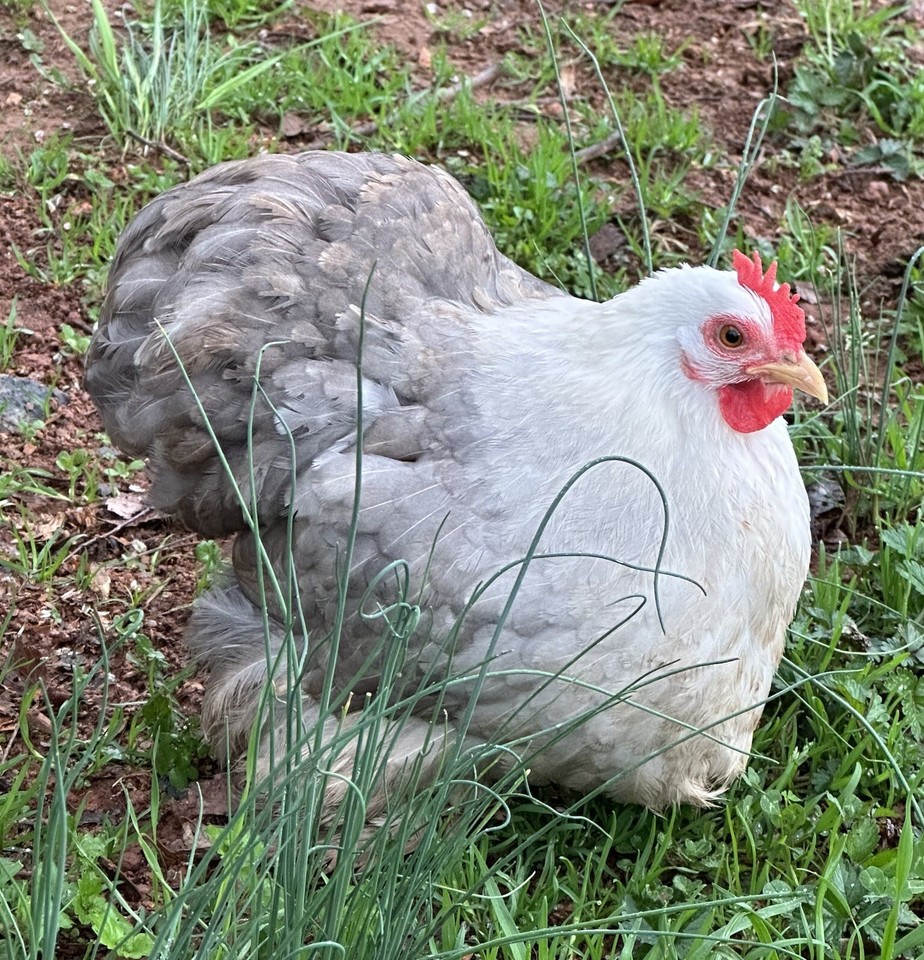 Bobtail Bantam Cochin | eBay