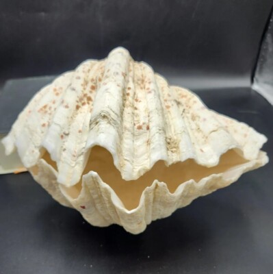 Real Bear Paw Clam Sea Shell Pensicola Beach Decor Aquarium nautical ...