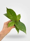 Hoya Mitrata | eBay