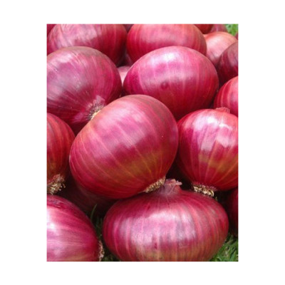 Onion RED Creole Great Heirloom Vegetable Seeds by Seed Kingdom 1 Lb ...
