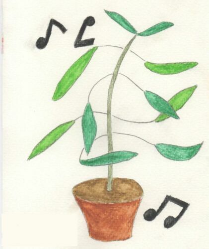 SAMEN Tanzende Pflanze = Telegraphenpflanze-Codariocalyx motorius ...