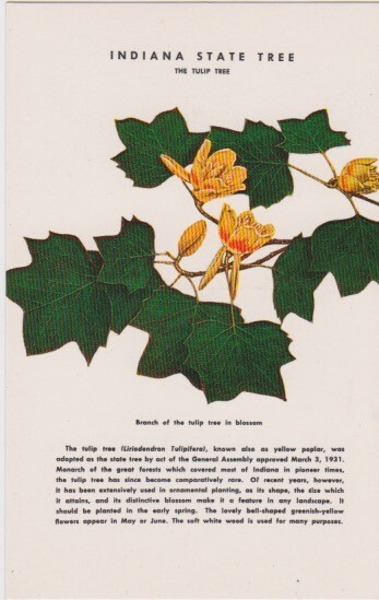 Indiana State Tree Print Turkey Run State Park's 11 Breathtaking