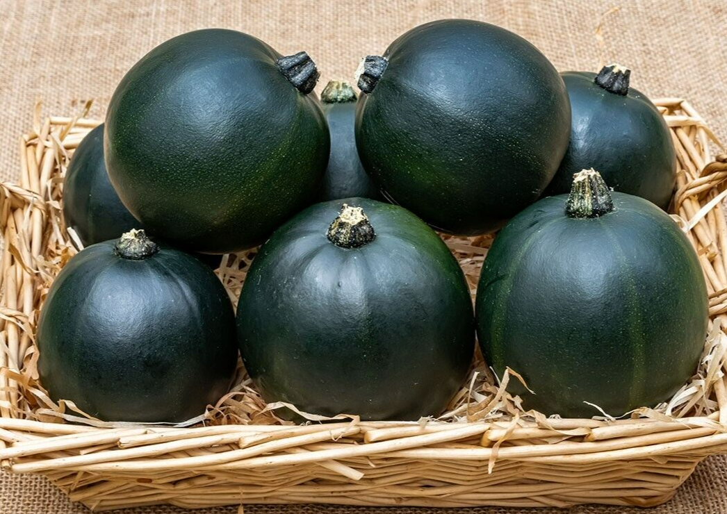 10 Little Gem Squash Trailing Seeds - Heirloom | eBay UK