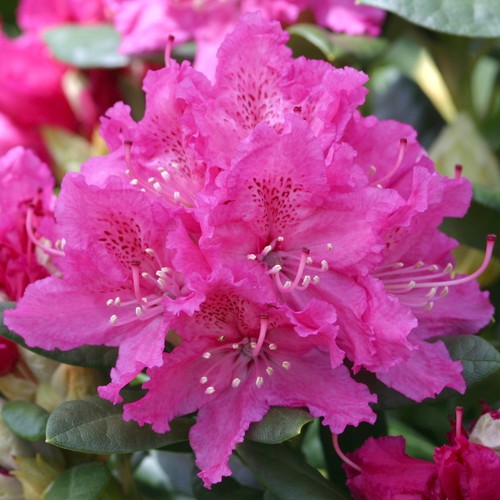 Rhododendron Rocket | Pink Evergreen Flowering Shrub Plant | Hardy ...