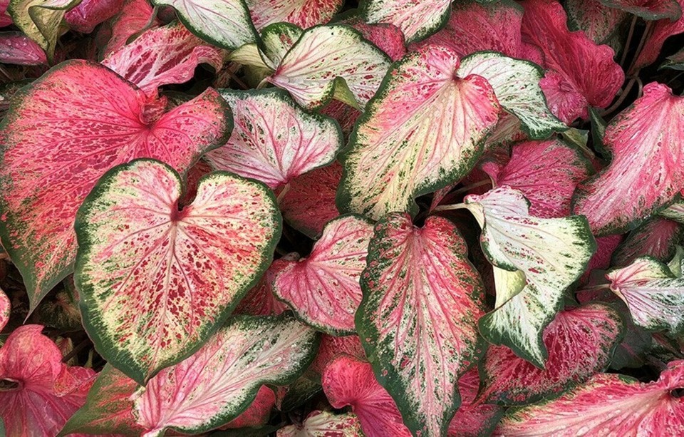 2ct. Caladium Blushing Bride Bulbs | eBay
