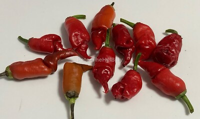 NEW Peter Pepper RED 2023 Chilli seeds | eBay