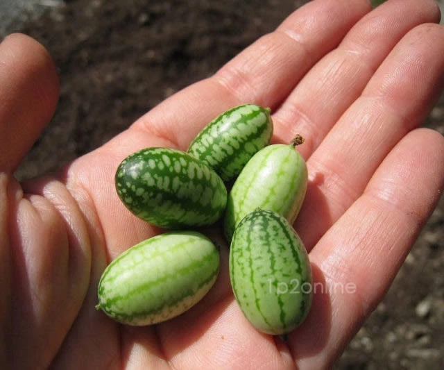 Mini Watermelon Plants