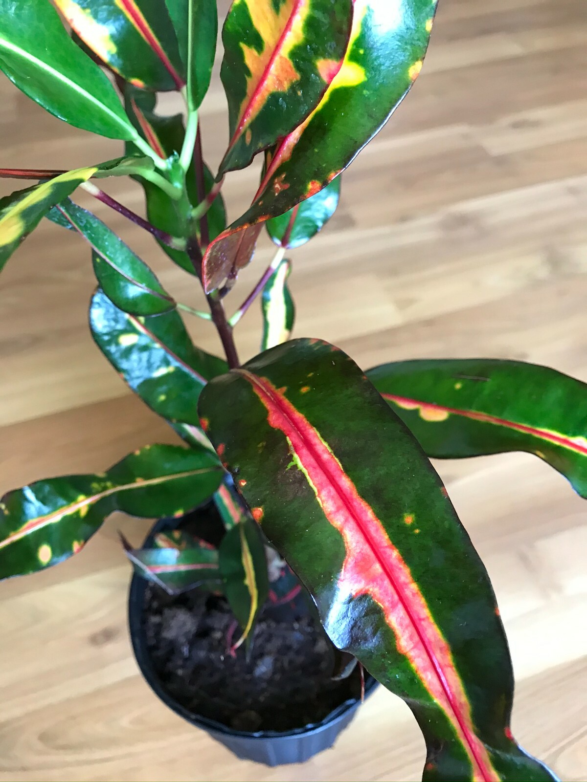 Mammy Croton | Mamey Croton | Live Plant | Outdoor/Indoor | eBay