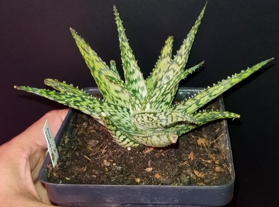 Aloe 'Lizard Lips' Hybrid Succulent Plant | eBay