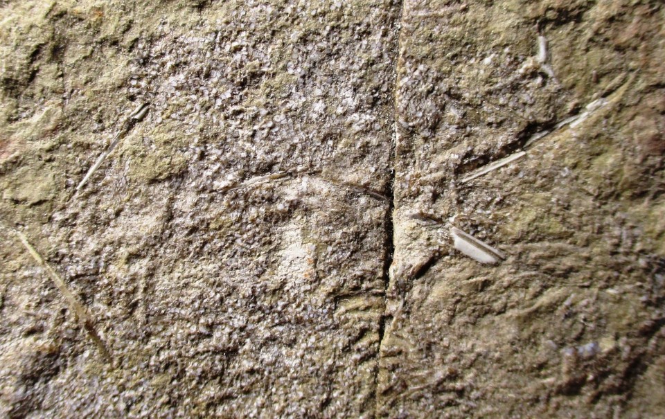 Victorian Era label fossil Devonian fish - Diplacanthus , Tynet Burn ...