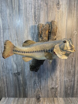 Taxidermy - Largemouth Bass Taxidermy Mount