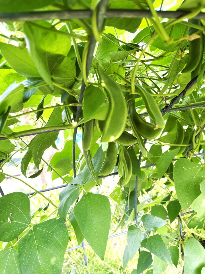 King of The Garden Pole Lima Bean Seeds | Giant Heirloom Limas Beans ...