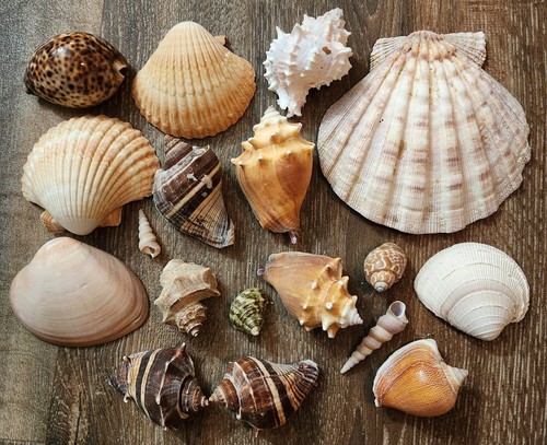 Large Lot of 17 Sea Shells - Various Sizes Conches Etc Crafting ...