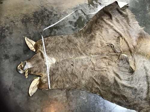 waterbuck African cape hide tanned taxidermy mount 24 1/2 | eBay