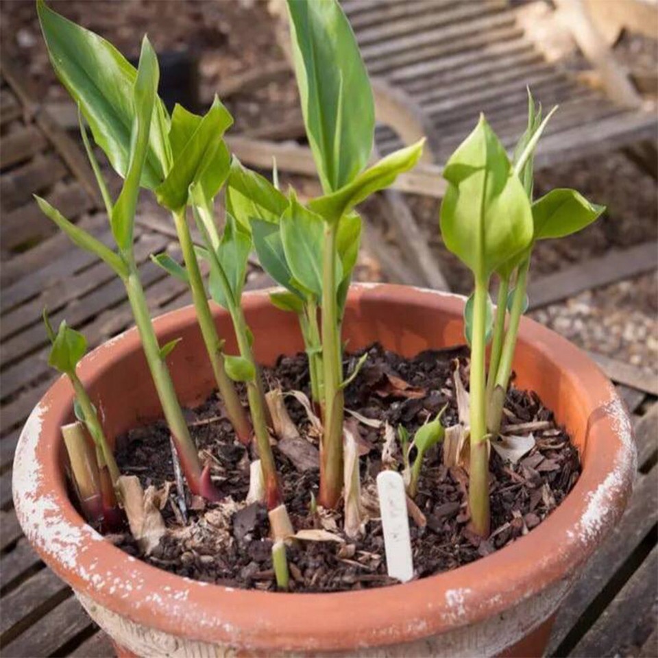 50+ Fresh Ginger Live Roots None GMO Sprouted rhizomes 50 Roots Ready ...