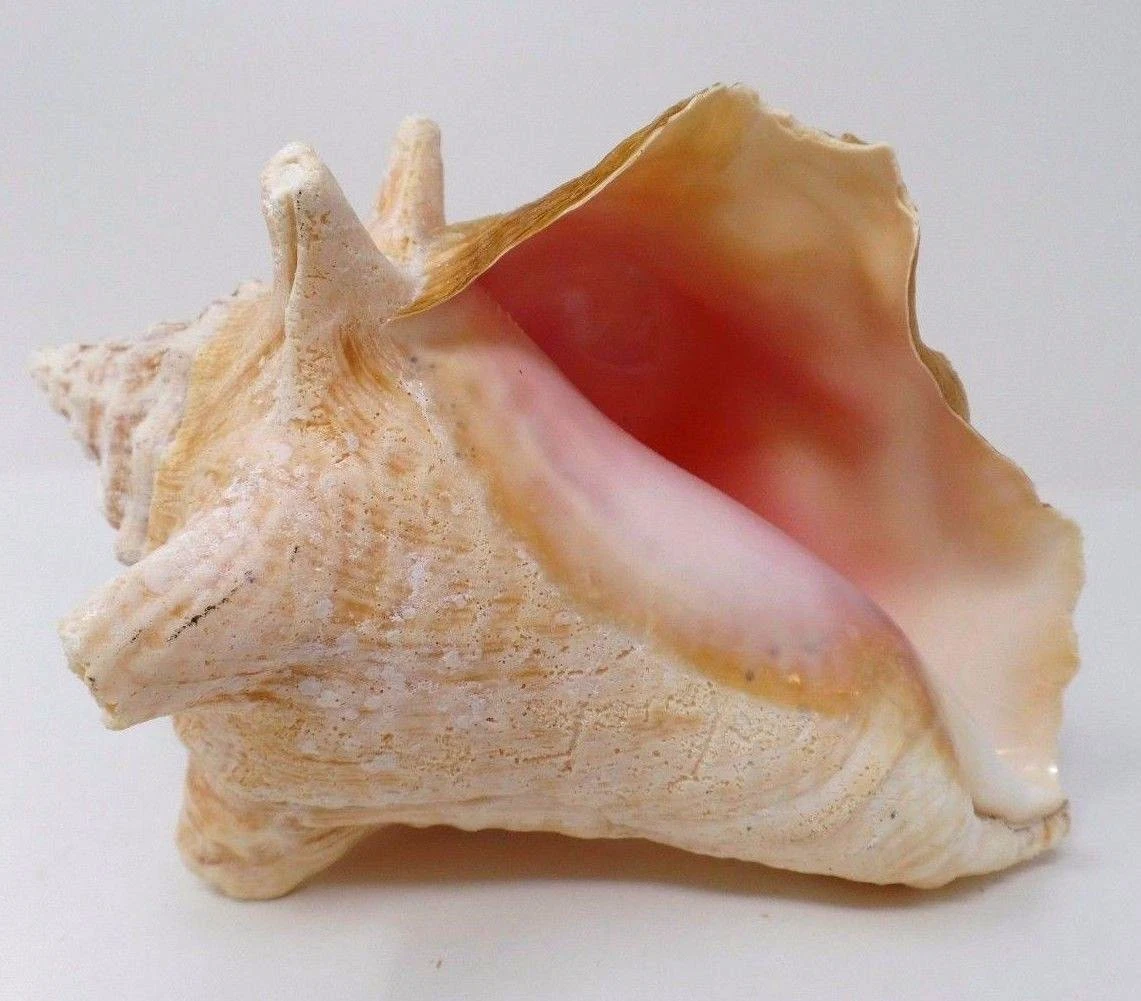 Conch Shell Lord Of The Flies