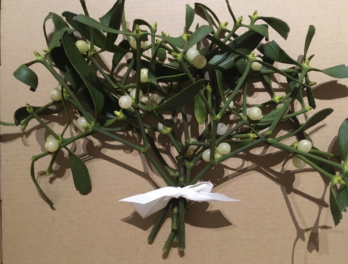 Mistletoe