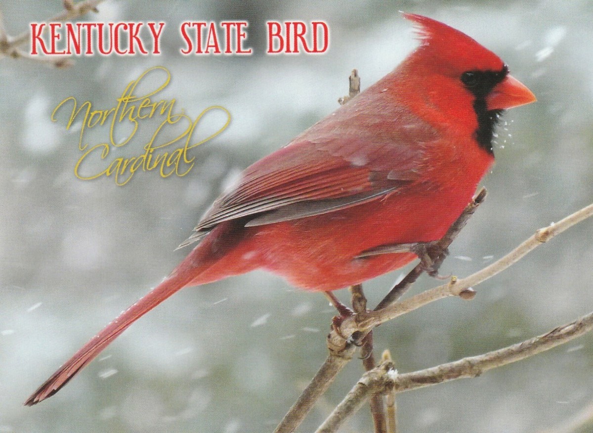 Kentucky State Bird Five Fun Facts About The Kentucky Cardinal