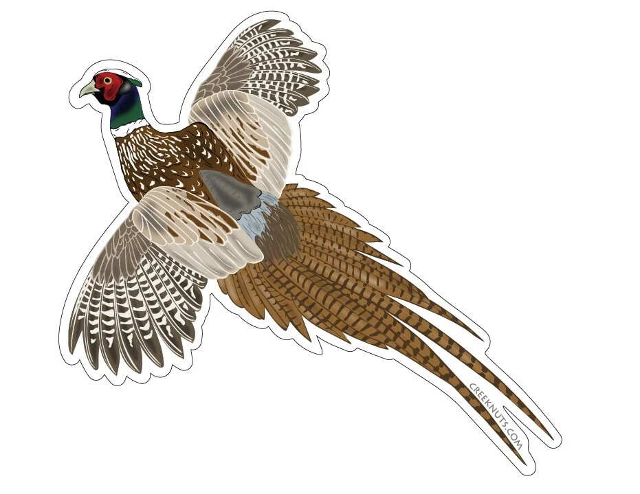 Pheasant Flying Drawing