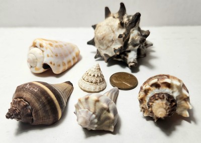 5 Seashells Lightening Whelk, Orange/White Conch, Brown Conch, Spiny Conch, Spir | eBay
