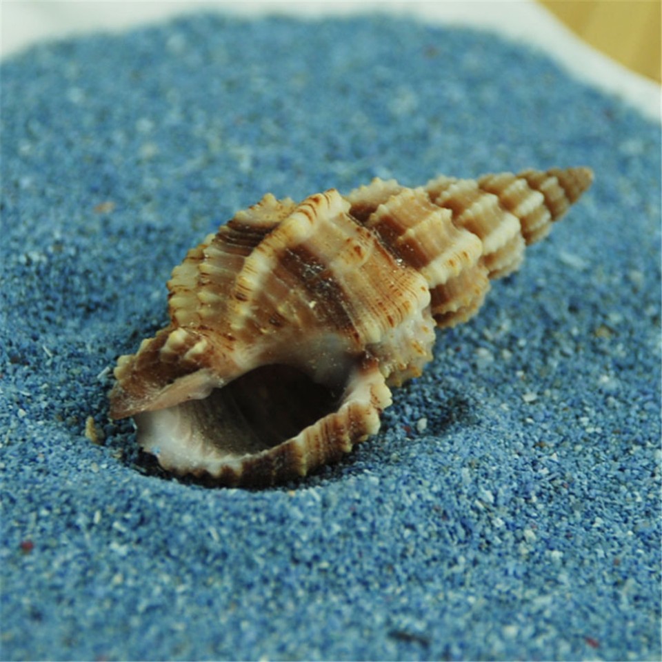 20 Natural Sea Snail Spiral Shell Conch Seashell Aquarium Fish Tank ...