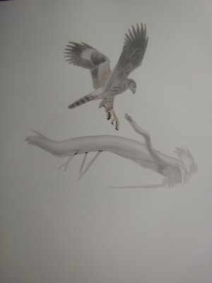 1937 TALBOT KELLY BIRD PRINT ~ MONTAGUS HARRIER | eBay UK