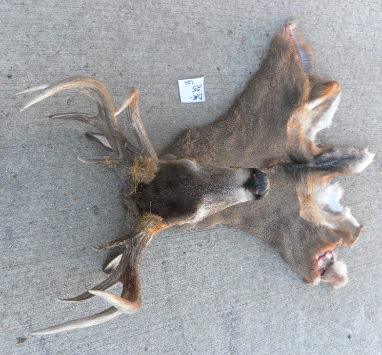 23" nov grey faced short seam whitetail Deer Cape Taxidermy mount ...