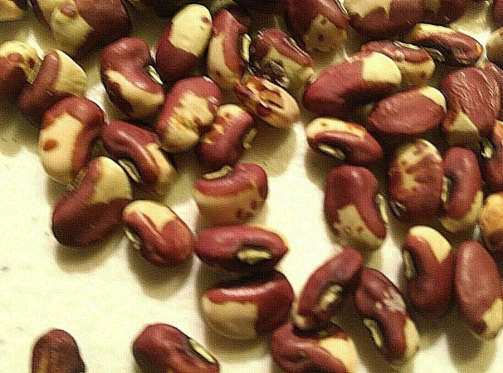 Bag of 50+ CALICO "Wild Goose" PEA SEEDS Heirloom - Fresh 2024 harvest ...