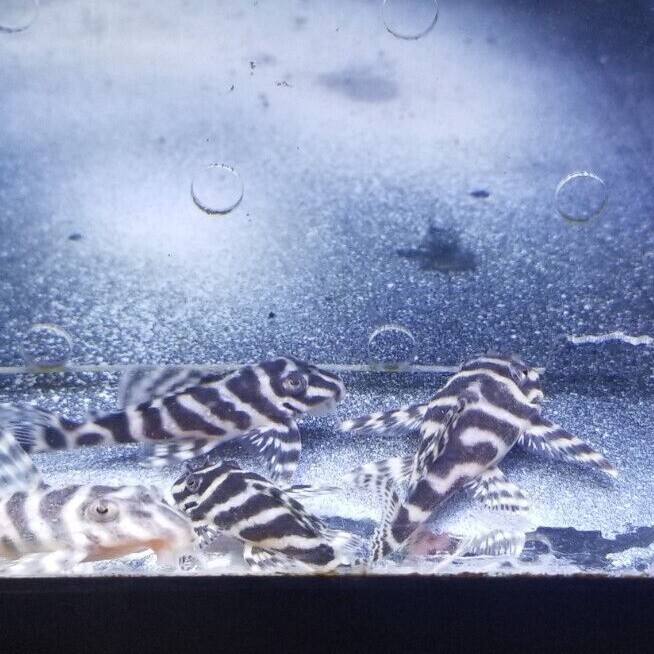 1 -L236 HPANCISTRUS SP BLACK AND WHITE R&B LINE BASIC 2.0"+ REALLY NICE ...