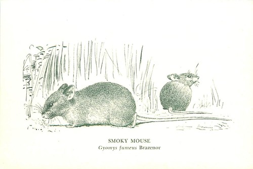 Australian Wildlife Art Postcard; Smoky Mouse, Museum of Victoria, A/S ...