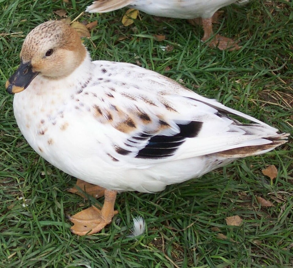 8++ Call Duck Hatching Eggs | eBay