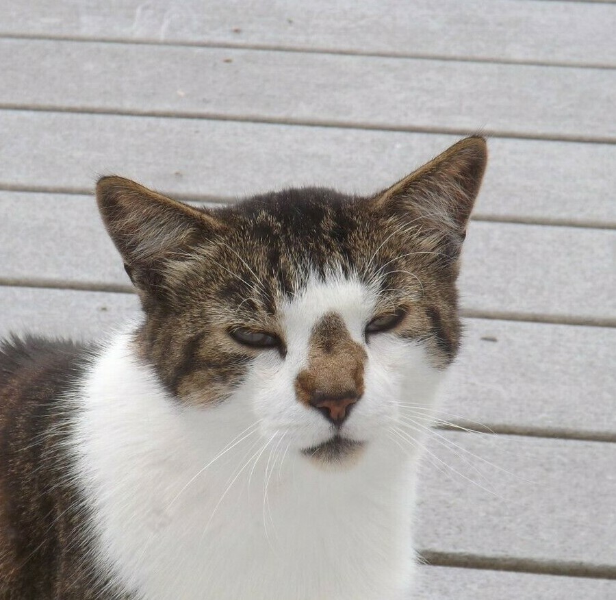 Two Bobs Decals 1/72 F/A-18C VFA-22 Fighting Redcocks #72-016 OOP/HTF ...