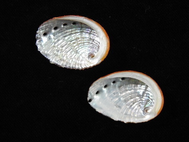 Sea shell Haliotis planata 35mm ID#7735 | eBay