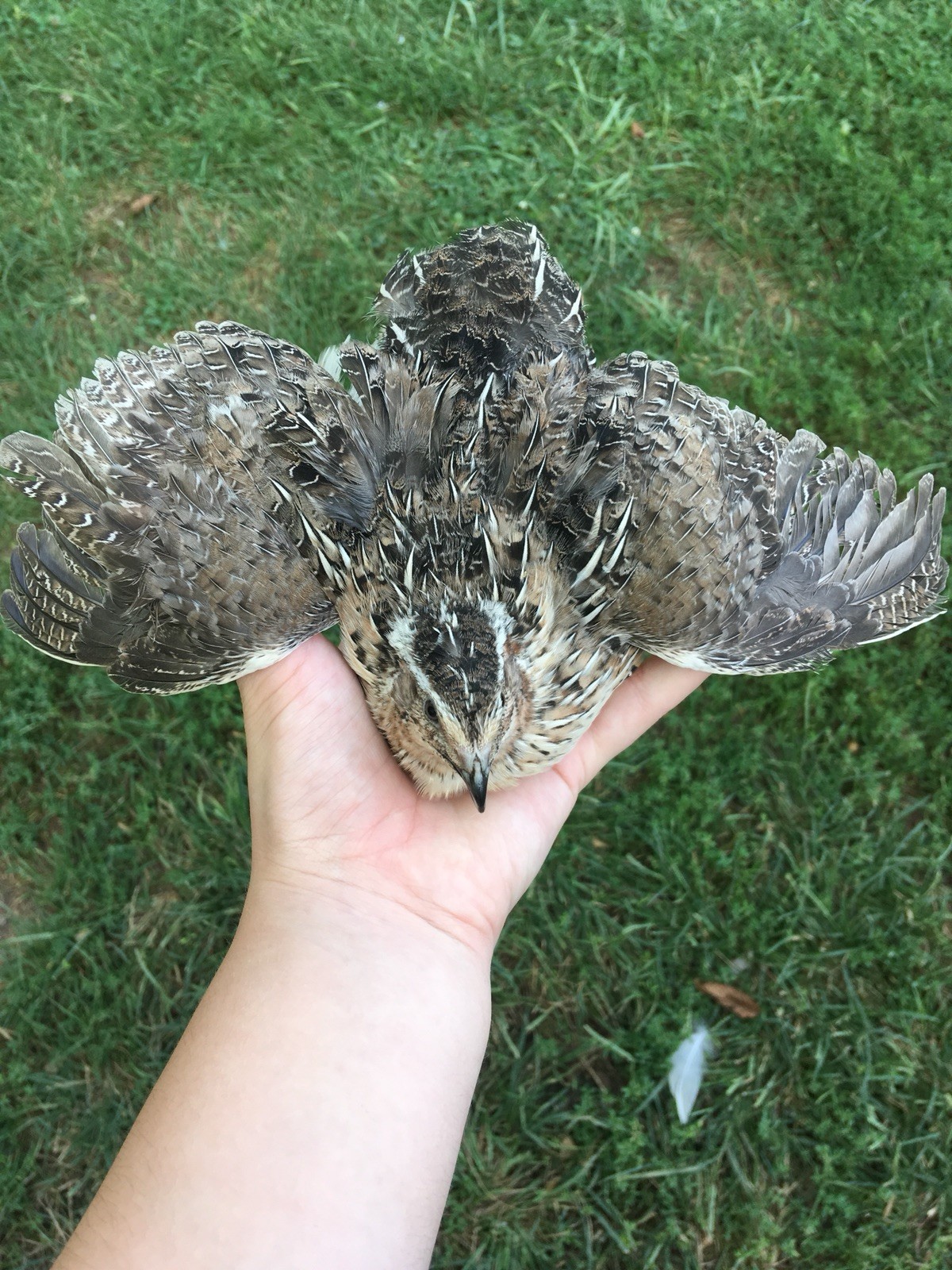 110+RARE Falb Fee Coturnix Quail Hatching Eggs By Myshire! Are Feather ...