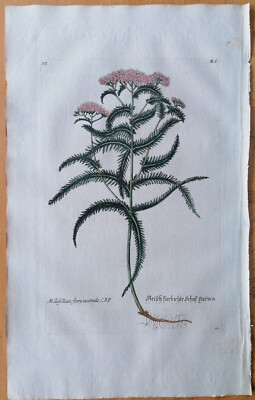 Millefolium flore incarnato - Large Botanical Print Knorr Thesaurus ...