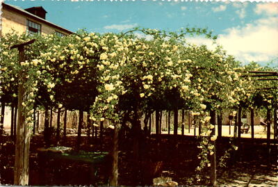Tombstone, Arizona, World's Largest Rose Tree, Lady Banksia, Rose Tree ...