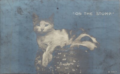 "On The Stump", Rotograph Cat Relaxing, RPPC 1907 | eBay