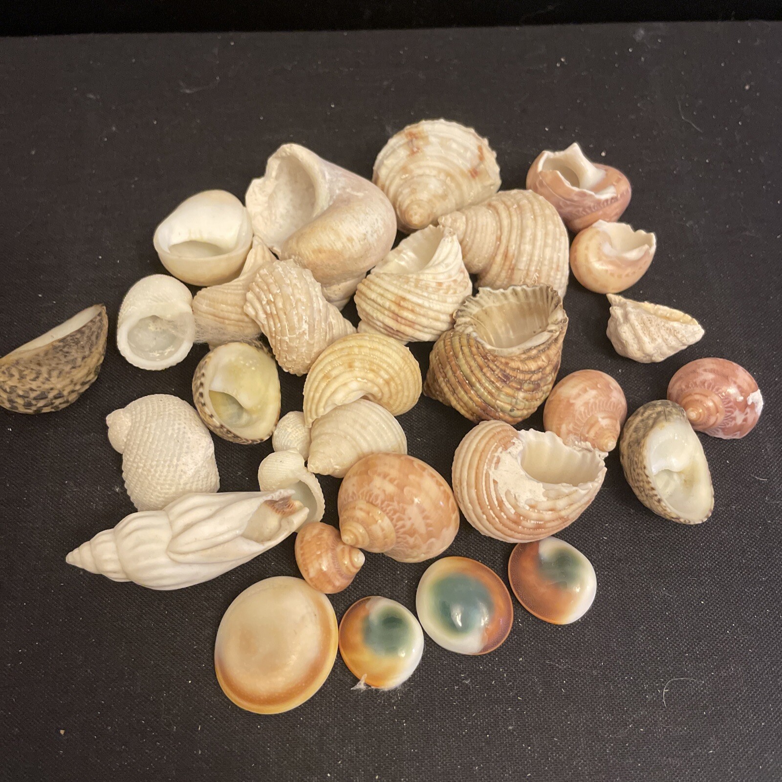 Mixed Lot of Real Sea Shells - Lot of 24+ | eBay