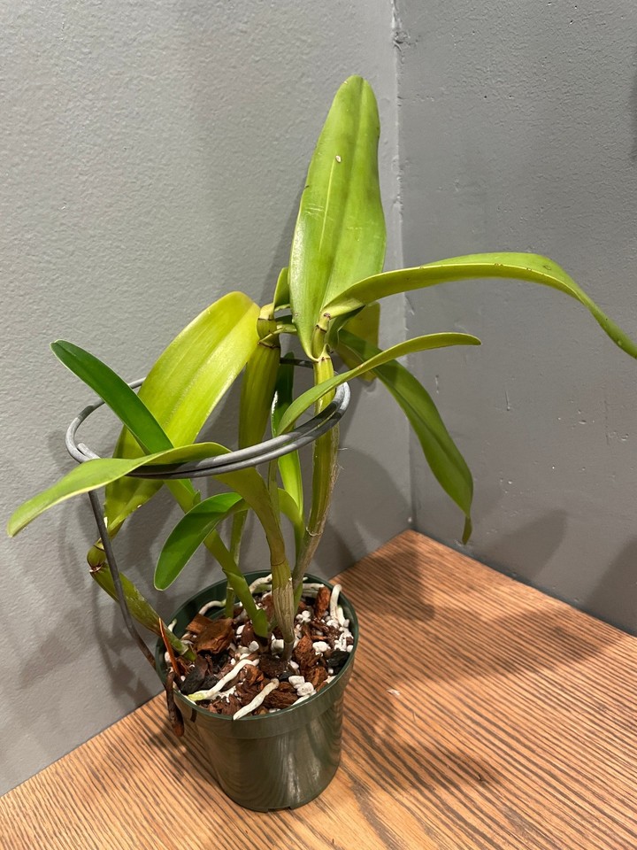 C. Granier's Felicity `Blue Honey Bun' AM/AOS Original Cattleya Orchid ...