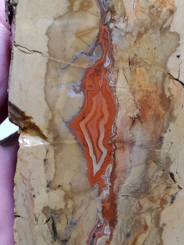 Dryhead Banded Fortification Agate Specimen Montana 245g Lapidary Rough ...