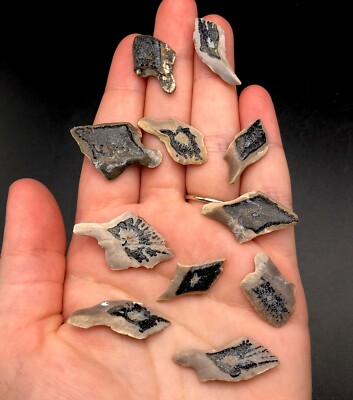HUGE BV Fossil Gar Scales Fish Fossils Gem Ocean Beach Collect | eBay