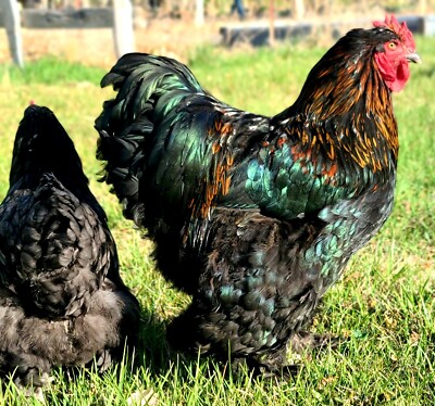 Poultry - Cochin Hatching Eggs