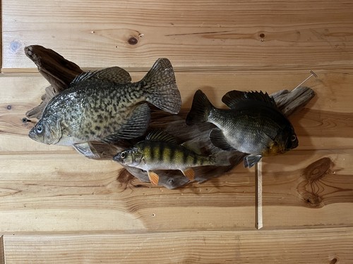 New Real Skin Sunfish Fish Taxidermy Wall Mount On Driftwood Beautiful ...
