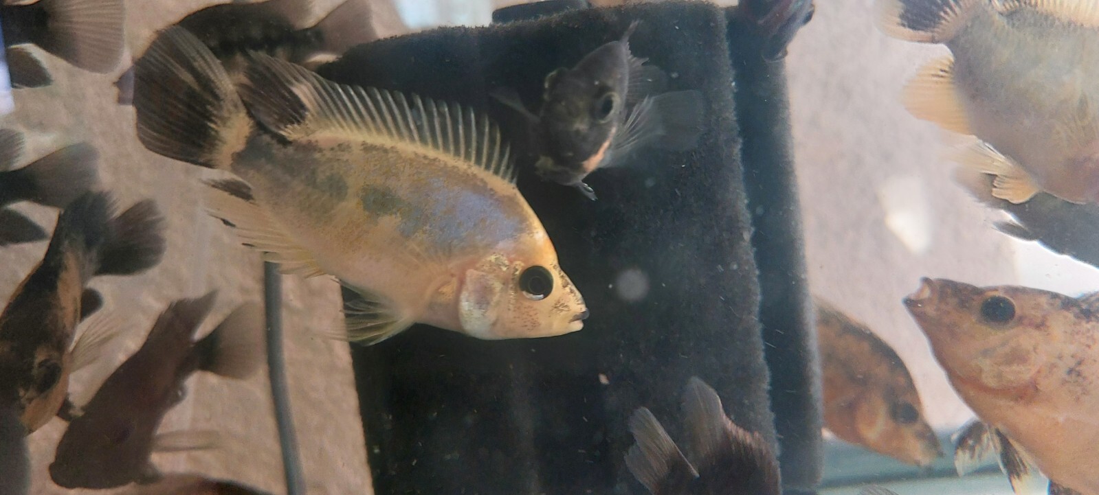 Midas cichlid x Vieja cichlid live fish hybrid. | eBay
