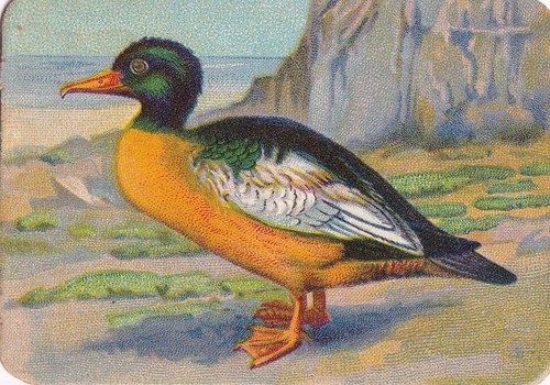 Circa 1900 Chromolithograph Card -Beautiful Bird -Artist Adolf Titze ...