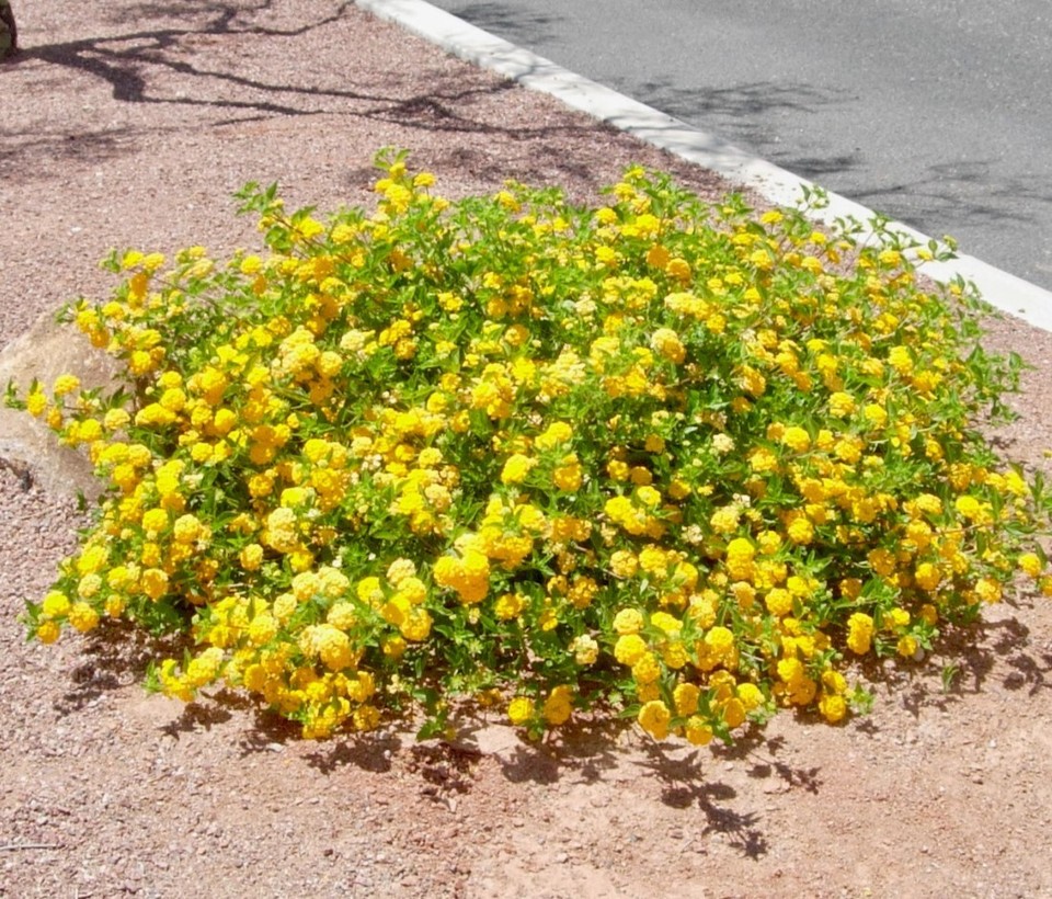 Lantana Trailing Yellow Plants Live for Planting Outdoors - Ship No Pot ...