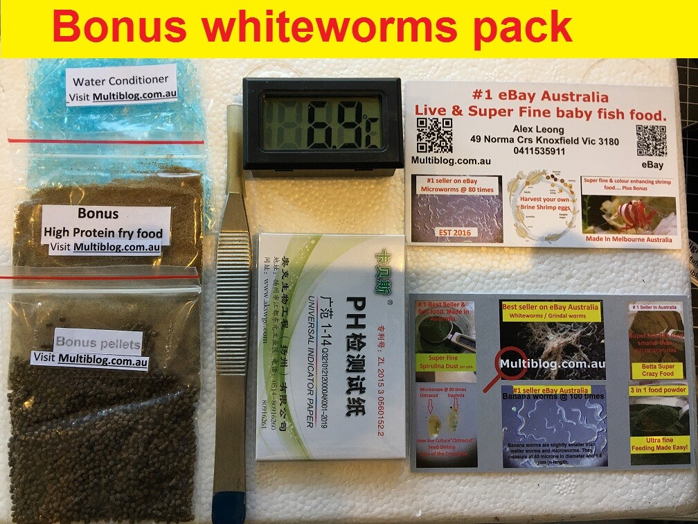 Live Brine vinegar eels,shrimps , micro worms,Turbatrix aceti,daphnia ...